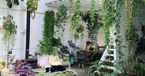 Design the Perfect Plant Room | RenoAssistance