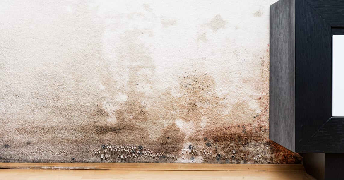 How to reduce humidity in the basement: our tips | RenoAssistance